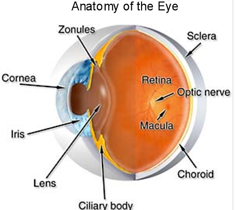 Eye Anatomy | Ocular Anatomy | Vision Conditions & Problems